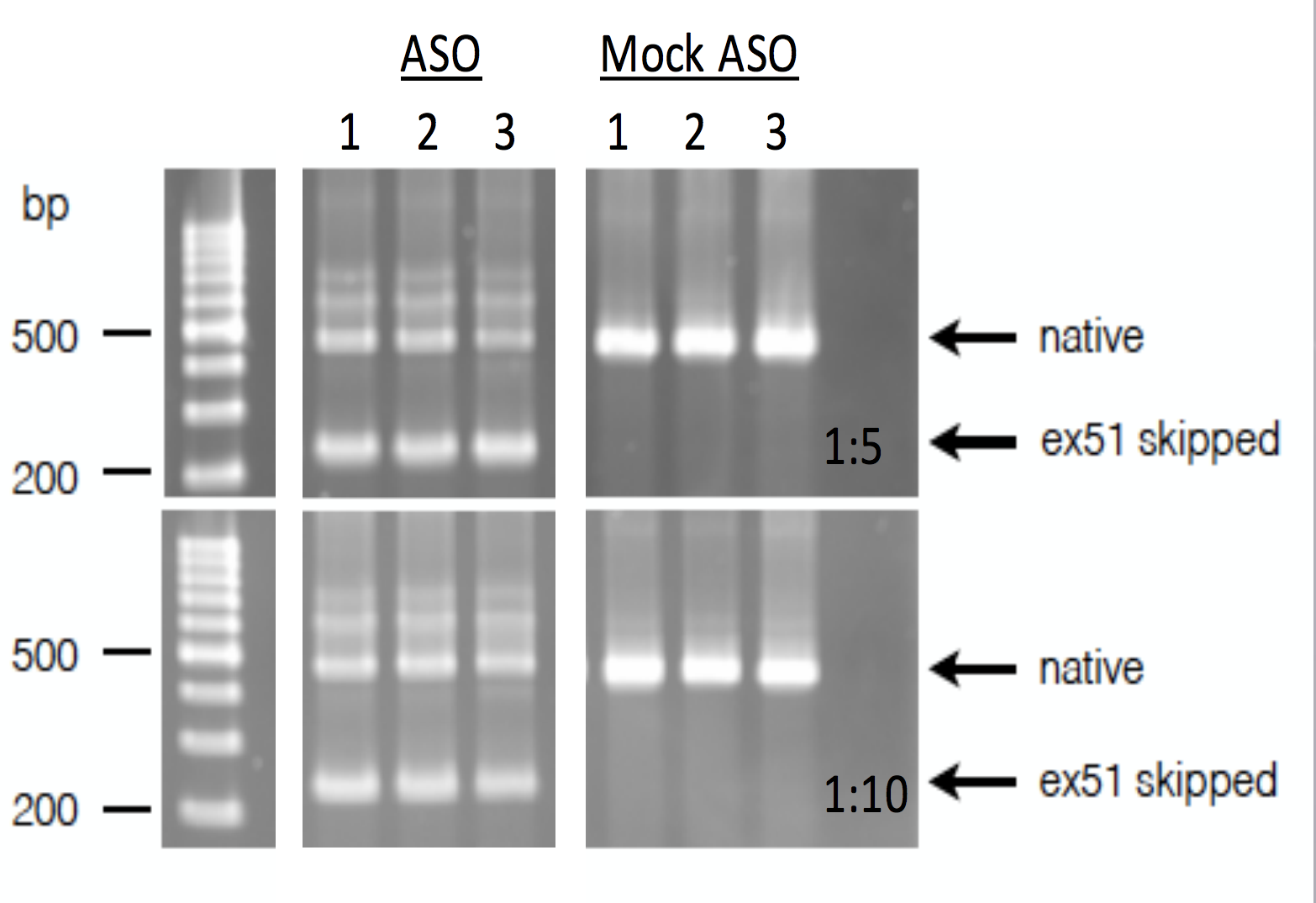 Use of RJH Transfection Reagents in Antisense Oligonucleotide Aso ...