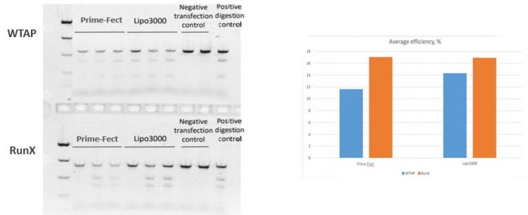 Implementing CRISPR-Cas9 Technology using Transfection Reagents from RJH Biosciences - RJH ...